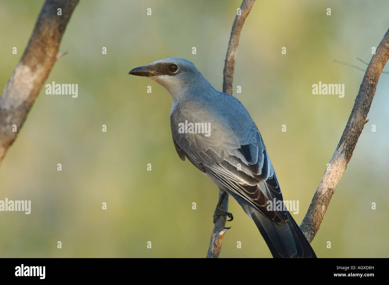 A White-bellied Cuckoo-shrike perched in a tree in Kakadu National Park ...