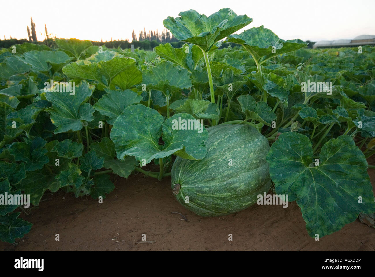 Pumpkin plantation hi-res stock photography and images - Alamy