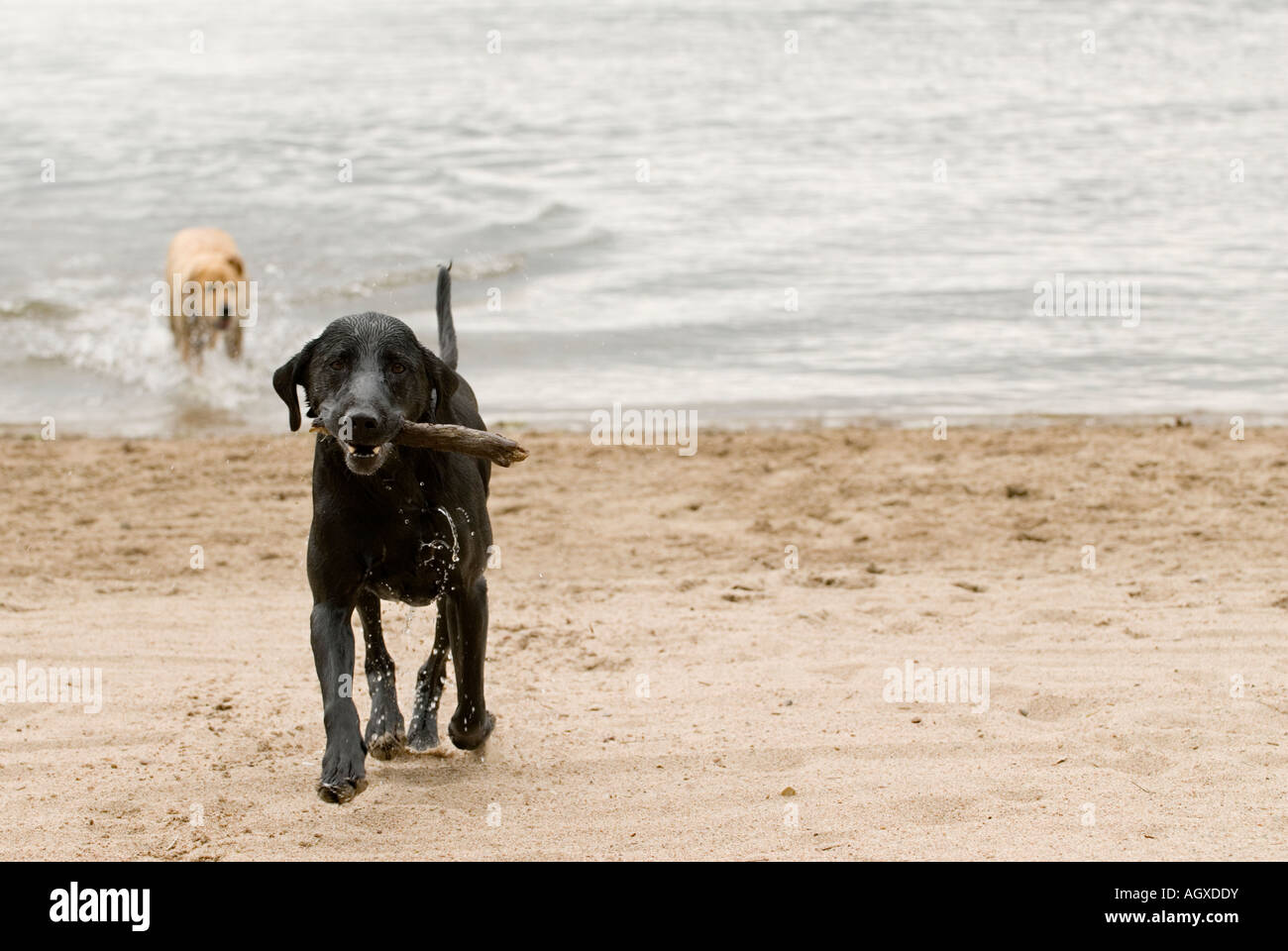 Dogs retrieving a stick Stock Photo - Alamy