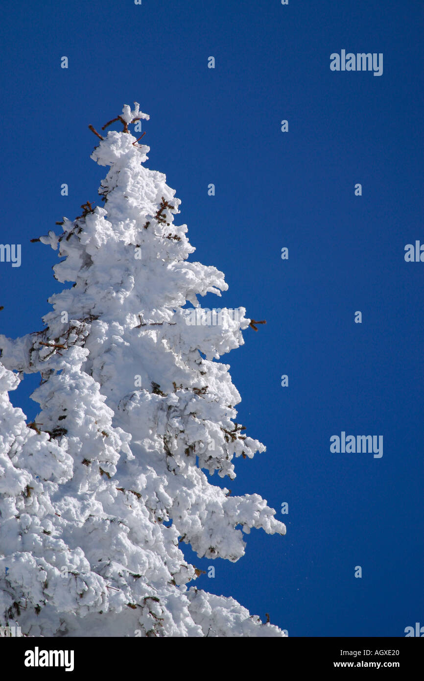 Snowy mountain tree Stock Photo - Alamy
