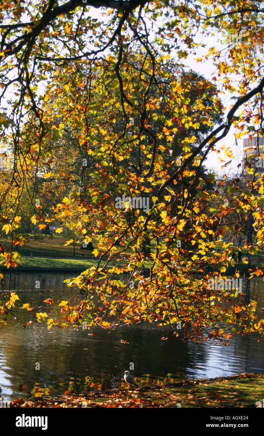 Beautiful November colours in St James Park in central London Stock ...