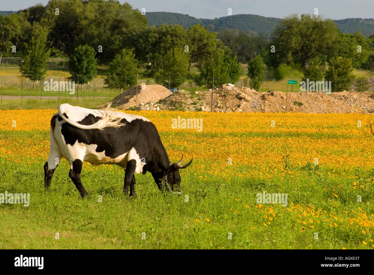 Cow eating grass in the Hill Country in Central Texas USA Stock Photo ...