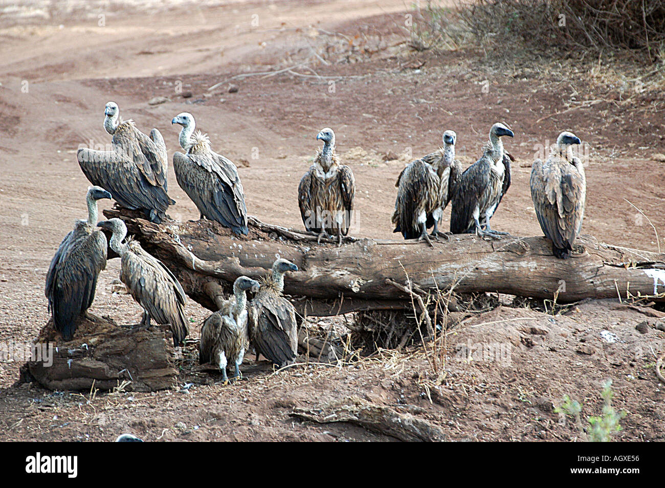 East african vultures hi-res stock photography and images - Alamy