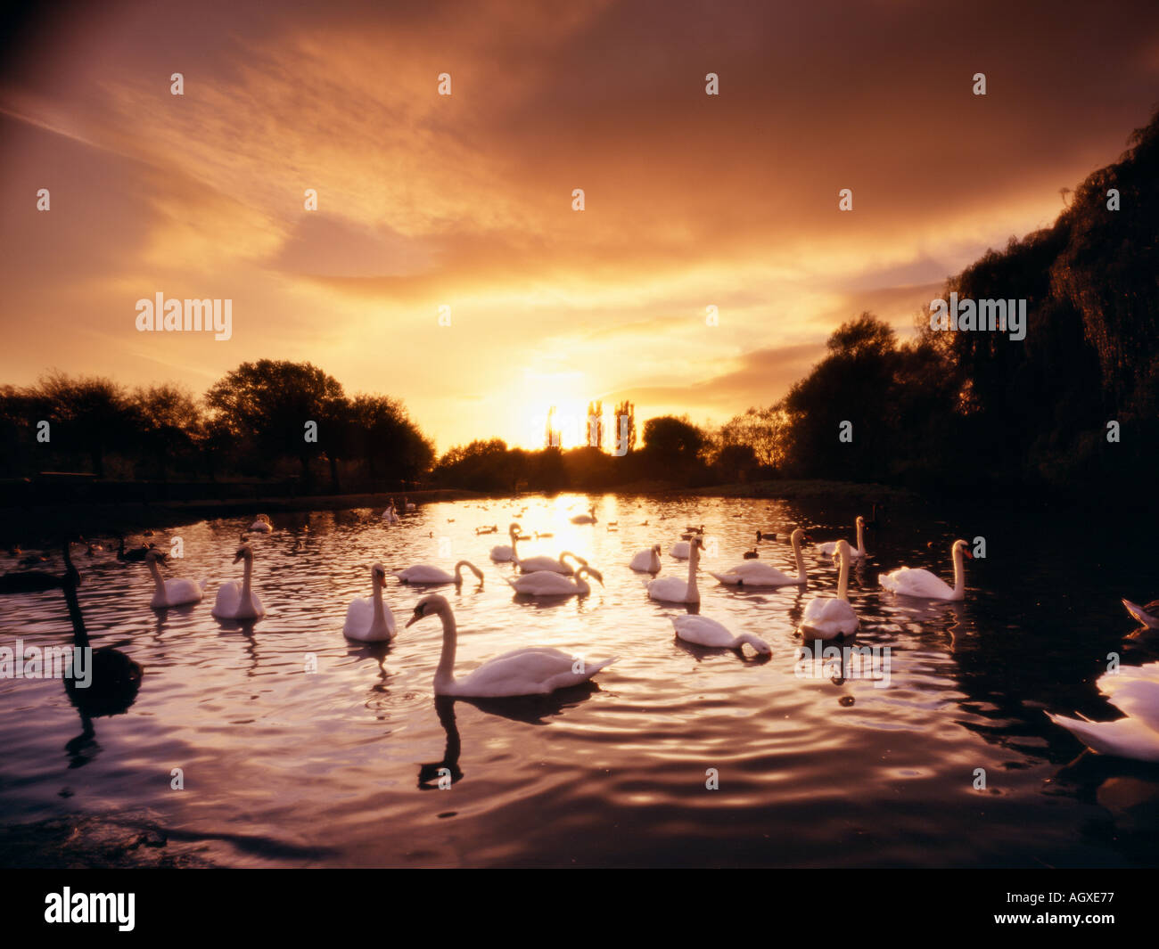 Swans at slimbridge hi-res stock photography and images - Alamy