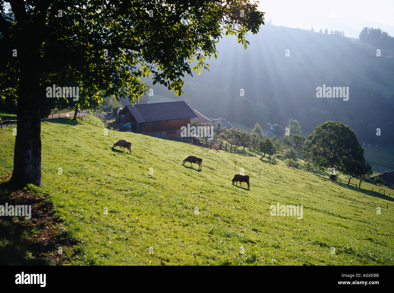 SWITZERLAND COWS IN ALPINE PASTURES Stock Photo - Alamy