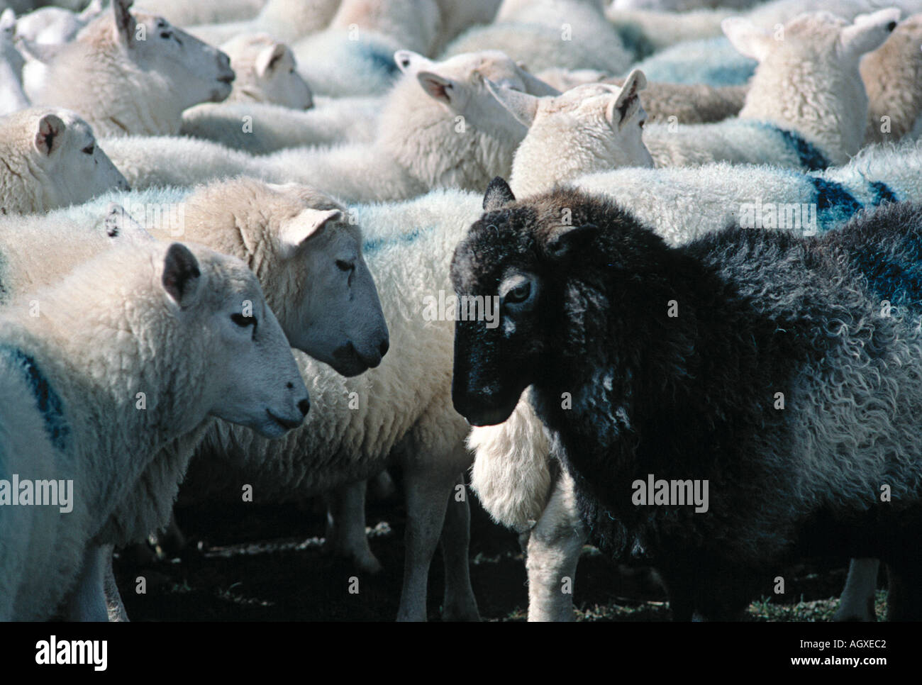 White Sheep Black Sheep Welcome Our New Shetland Sheep! Caisson
