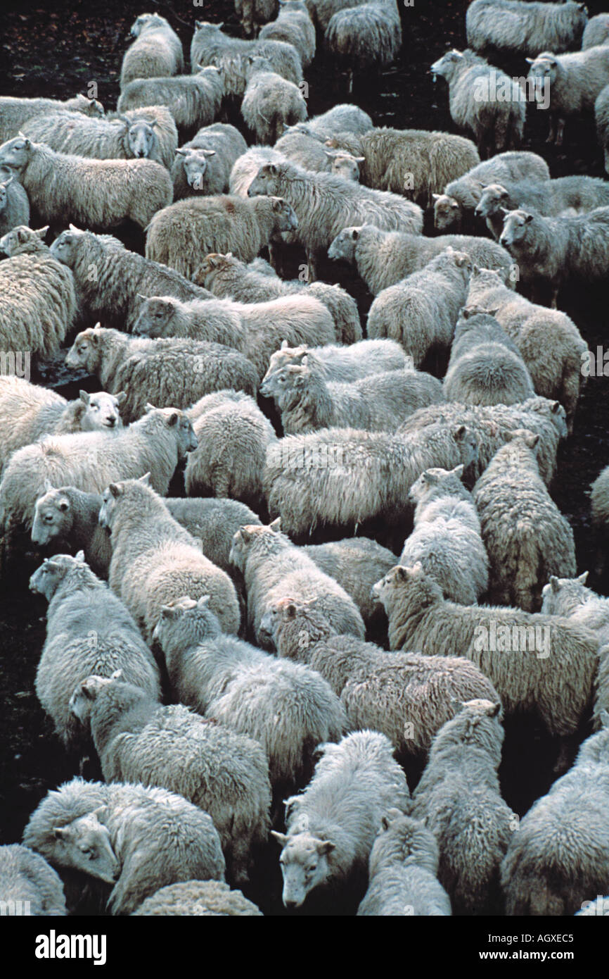 Flock of welsh mountain sheep hi-res stock photography and images - Alamy