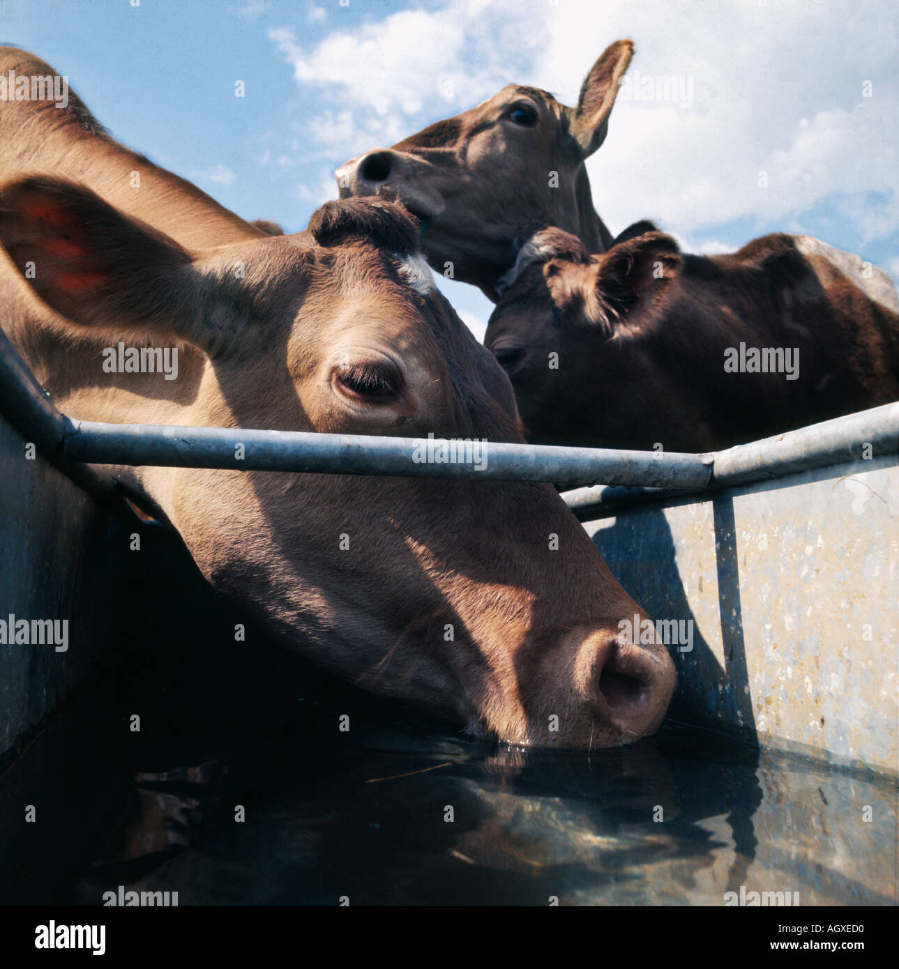 DAIRY COW AT DRINKING TROUGH Stock Photo - Alamy