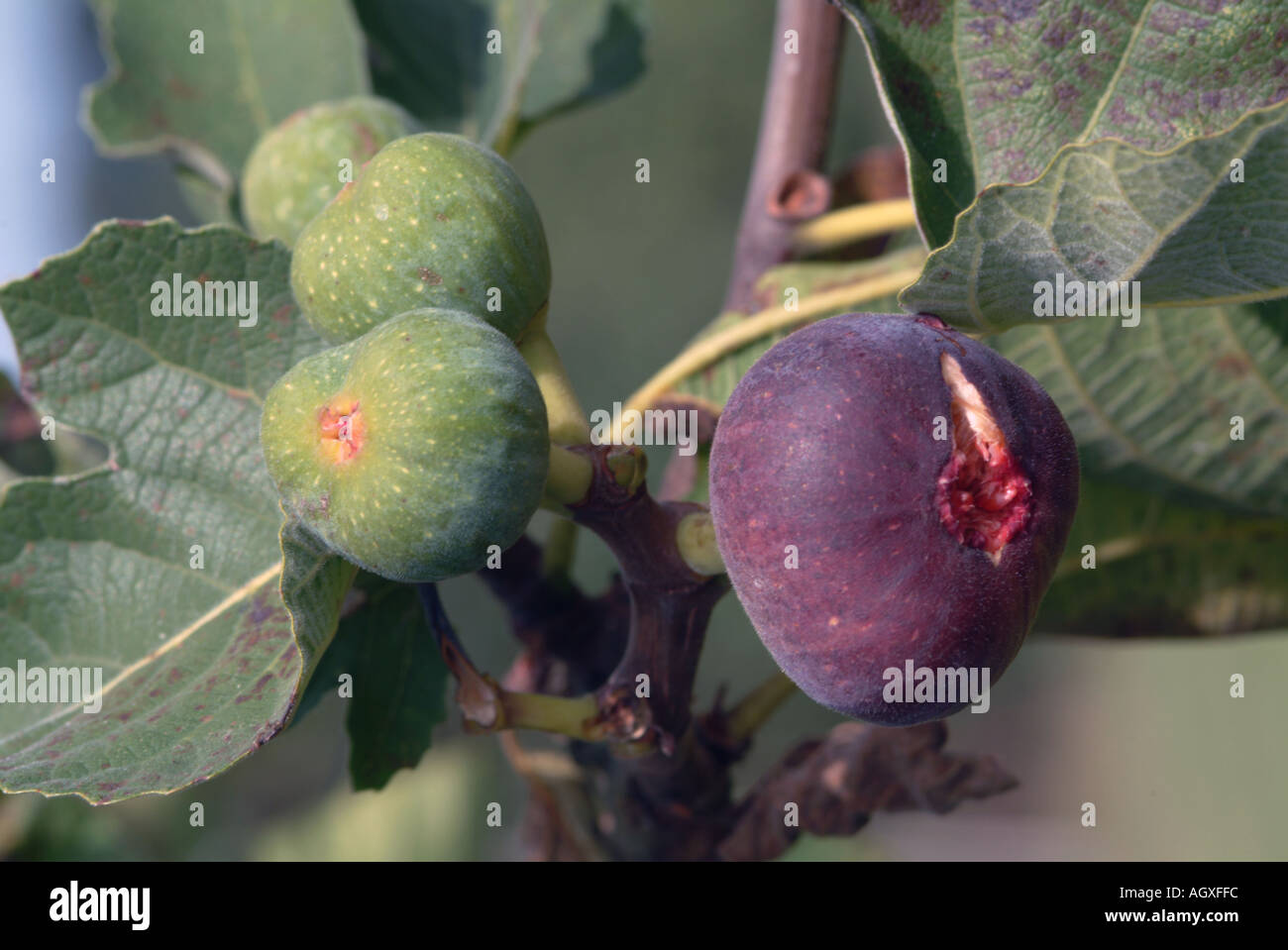 Ripe figs growing in the Dordogne France Stock Photo - Alamy