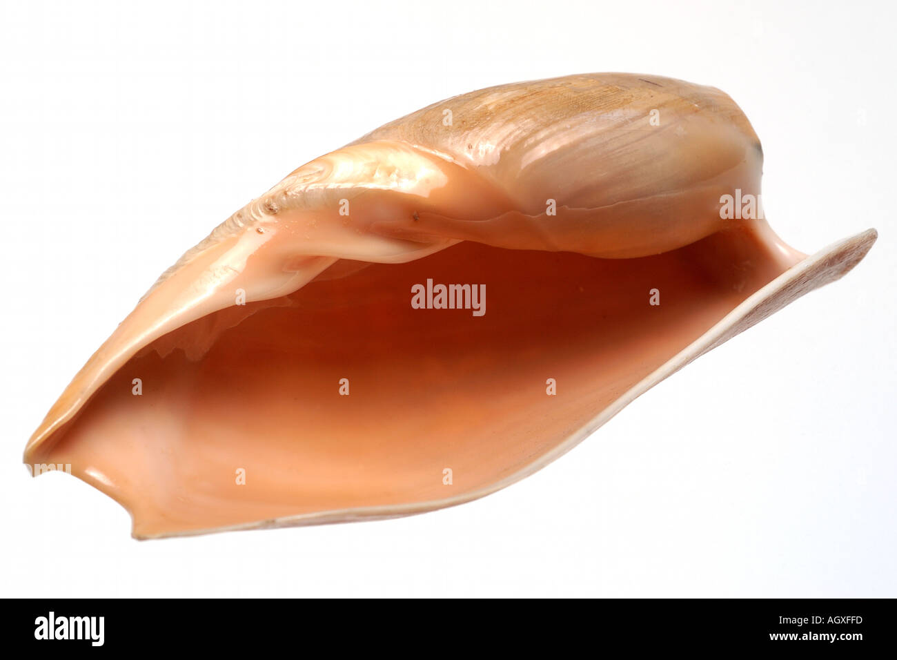 Fractal shell nautilus Cut Out Stock Images & Pictures - Alamy