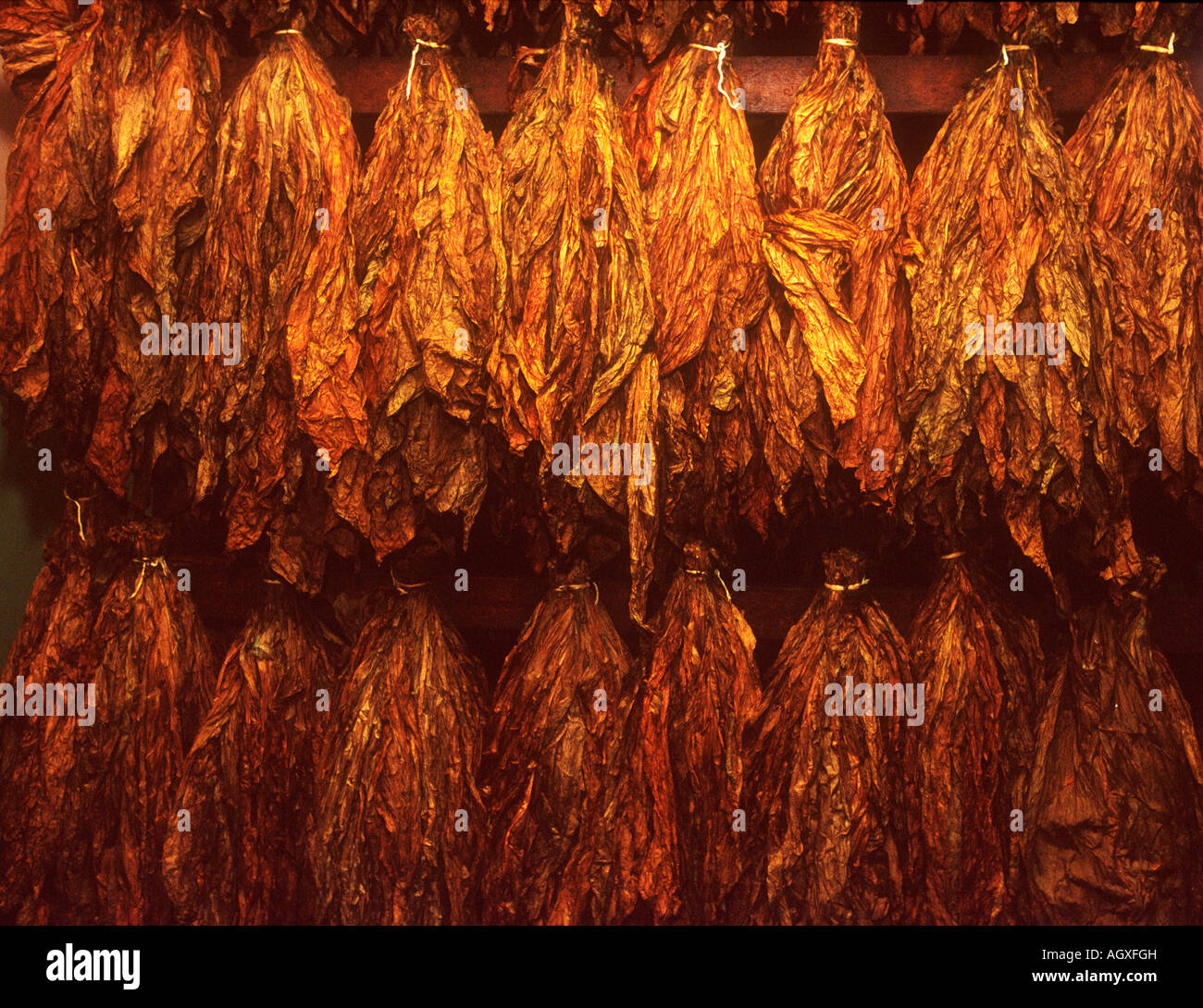 tobacco curing in Havana Stock Photo - Alamy