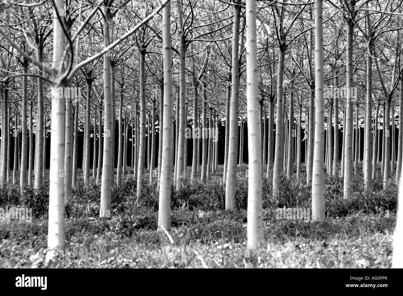 rows of trees Stock Photo - Alamy