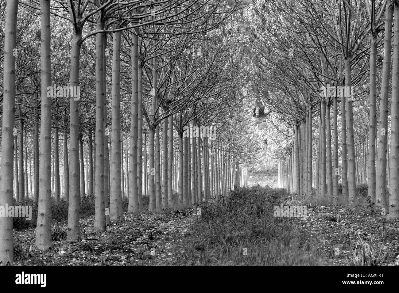 rows of trees Stock Photo - Alamy
