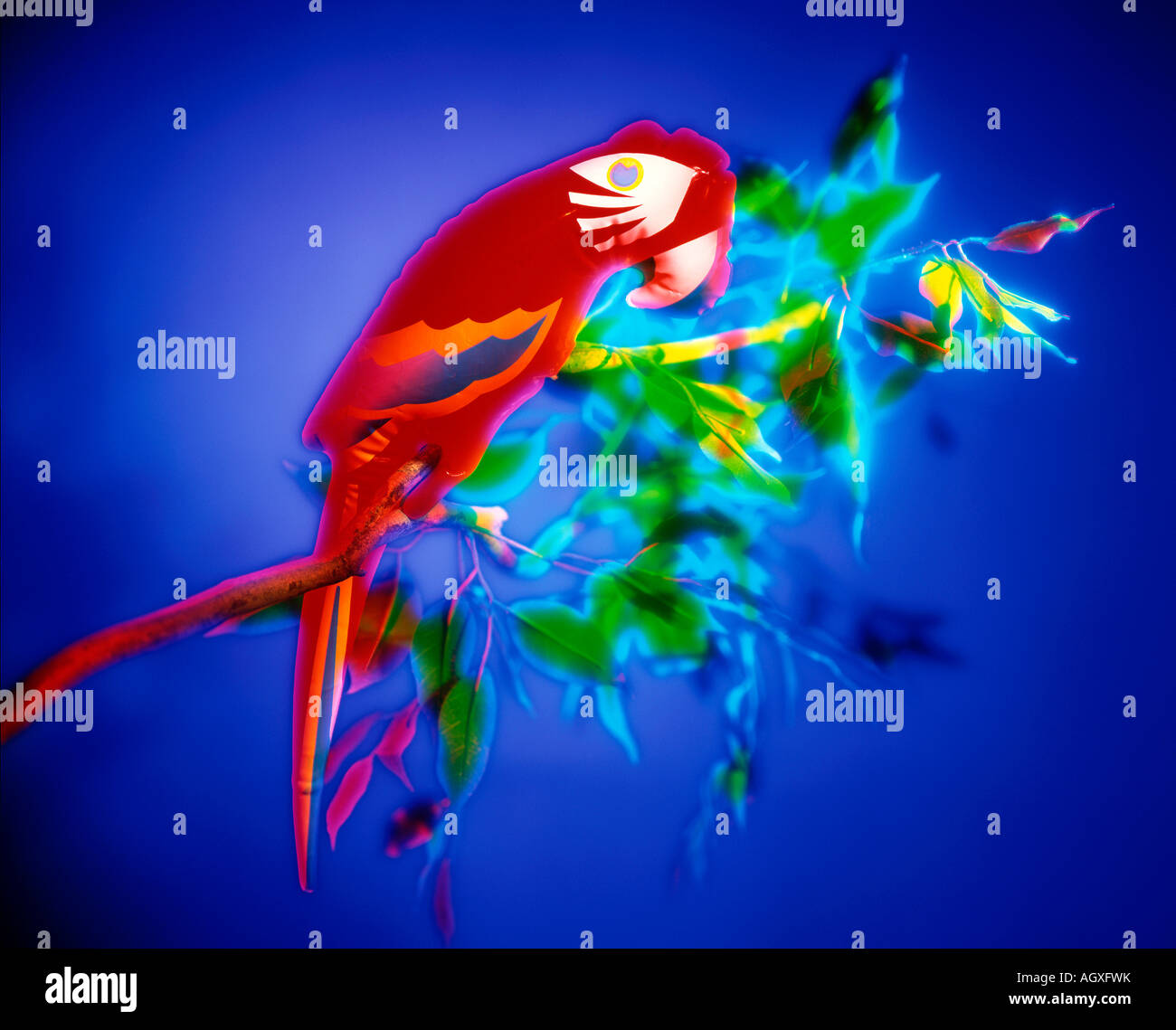 Polly parrot hi-res stock photography and images - Alamy