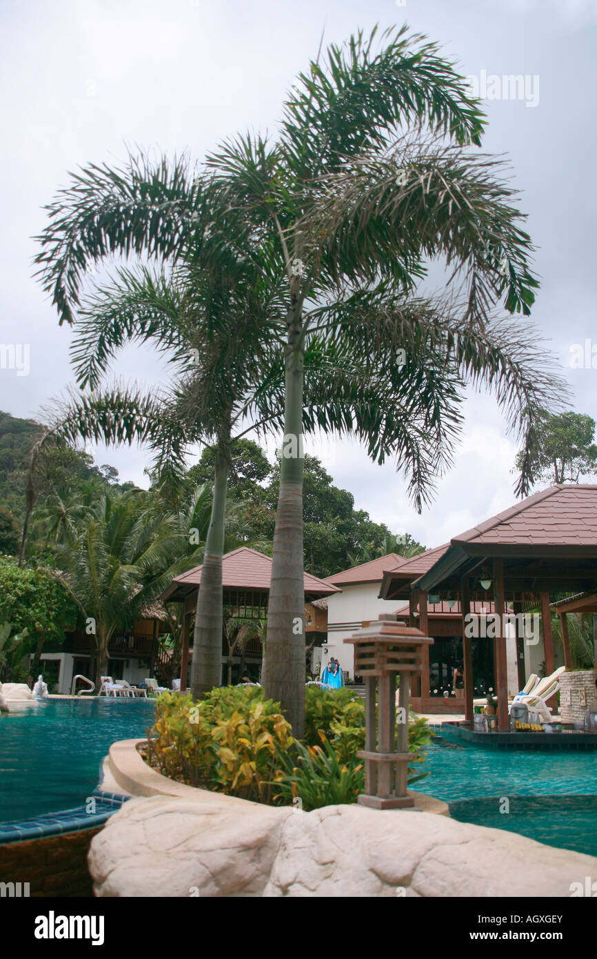 palm tree at the pool Stock Photo - Alamy
