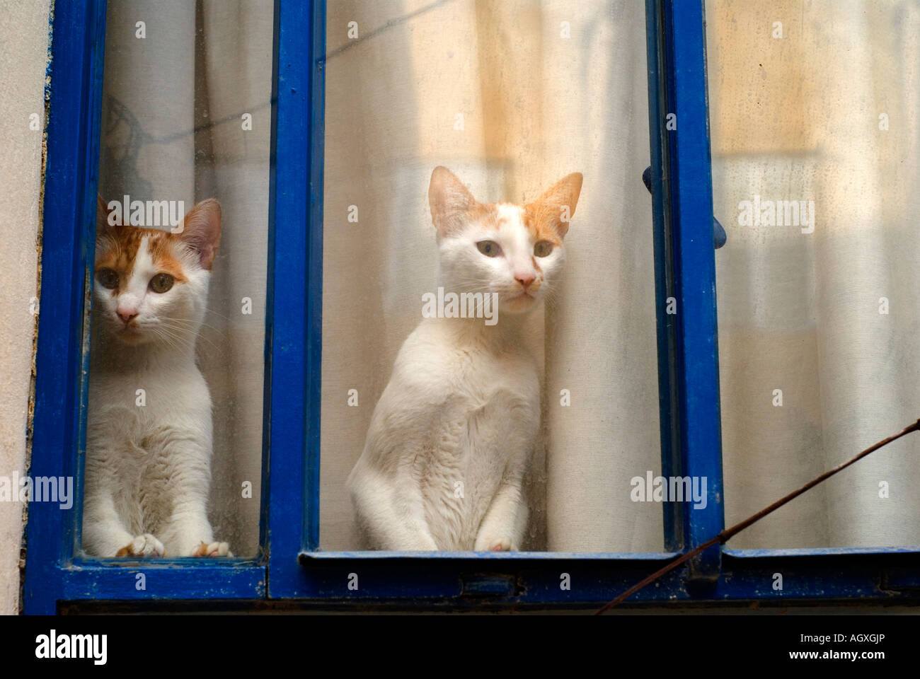 Two Cats in a window Stock Photo - Alamy