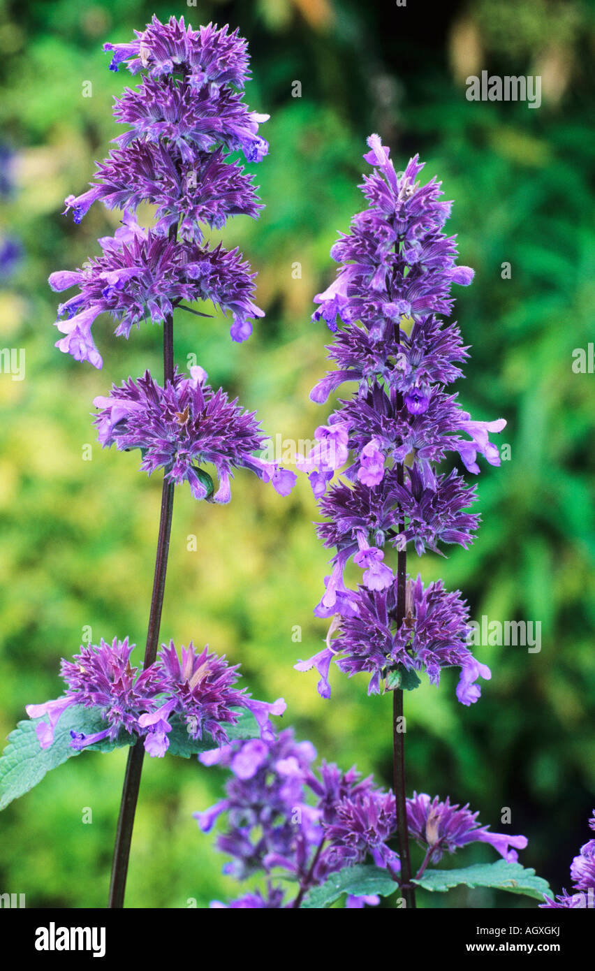 Nepeta grandiflora 'Bramdean' catmint purple flower garden plant ...