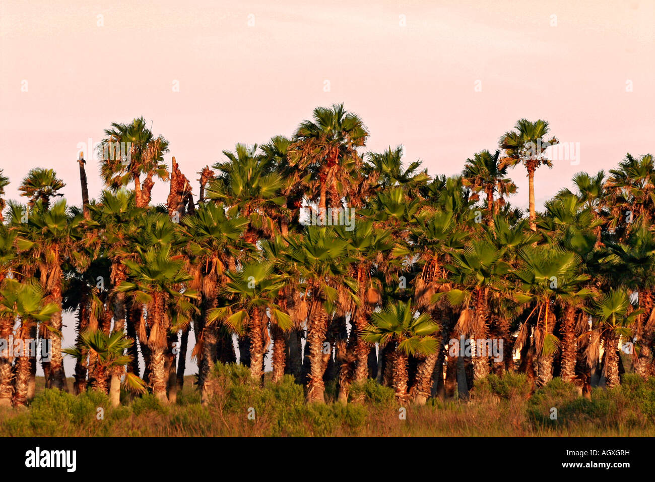 A row of Palm Trees Stock Photo - Alamy