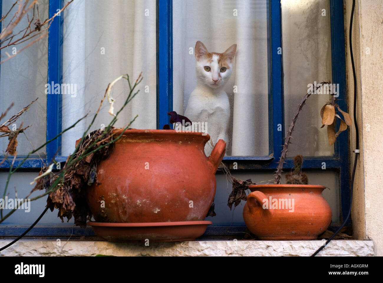Cat in a window Stock Photo - Alamy