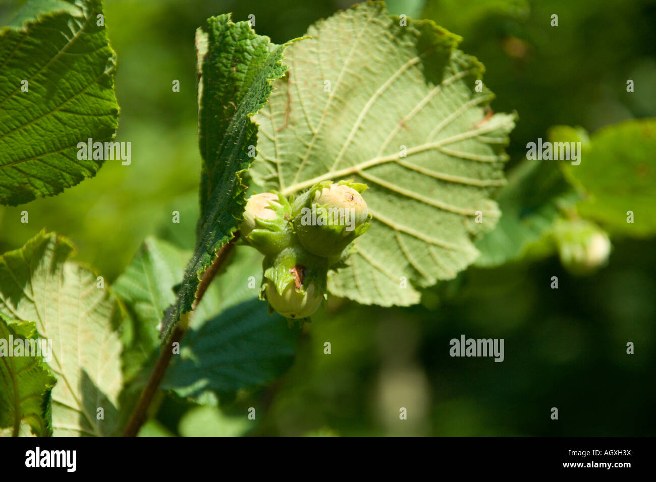 Hazelnut leave hi-res stock photography and images - Alamy