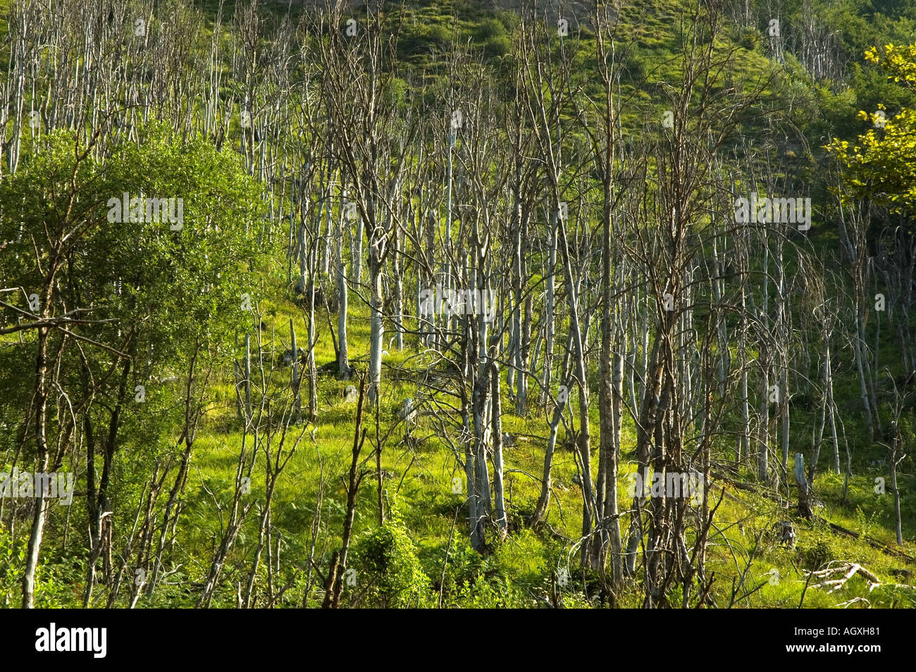 rebirth forest after fire Forested area that has been destroyed by fire ...