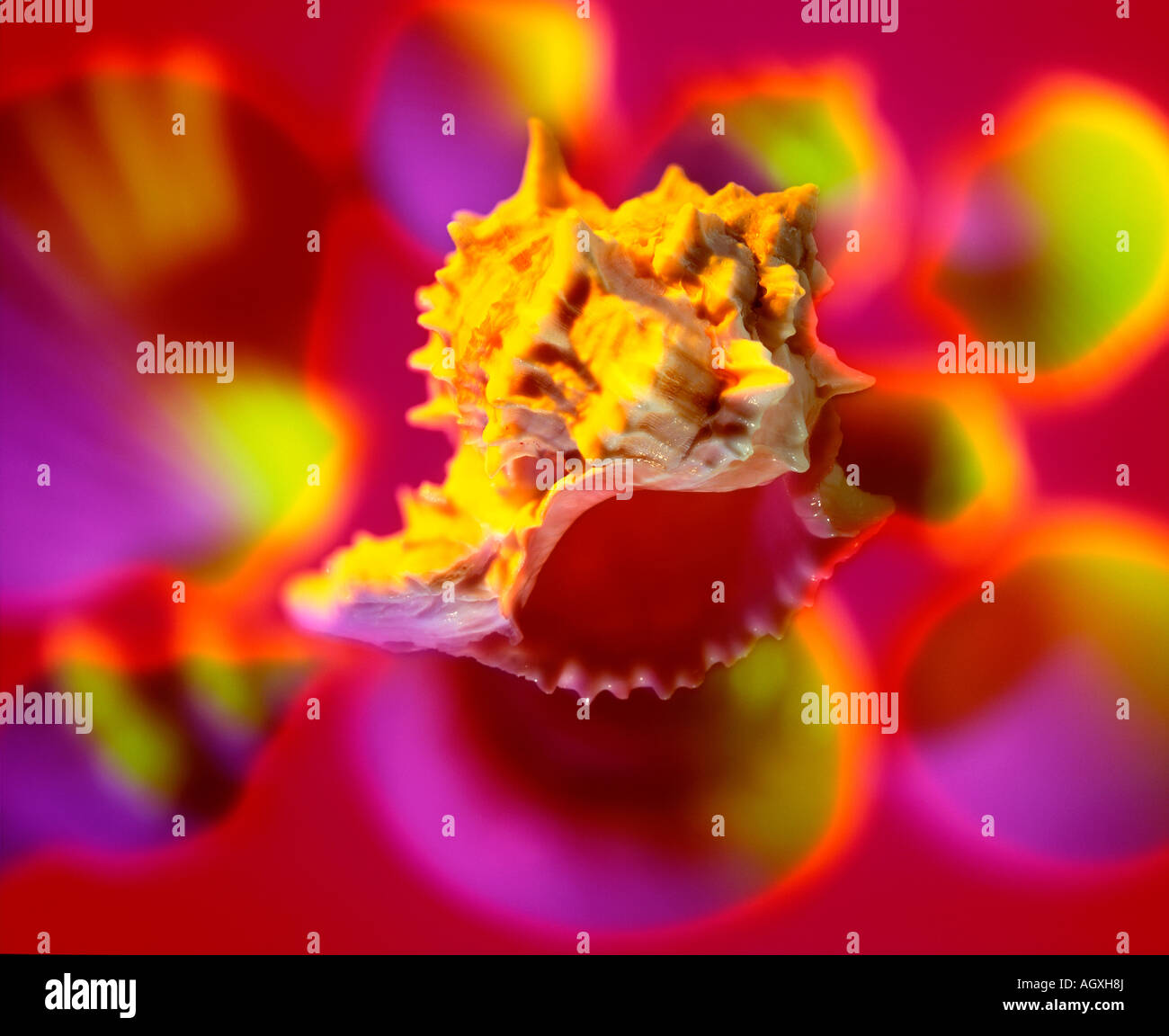 colourful conch shell Stock Photo - Alamy