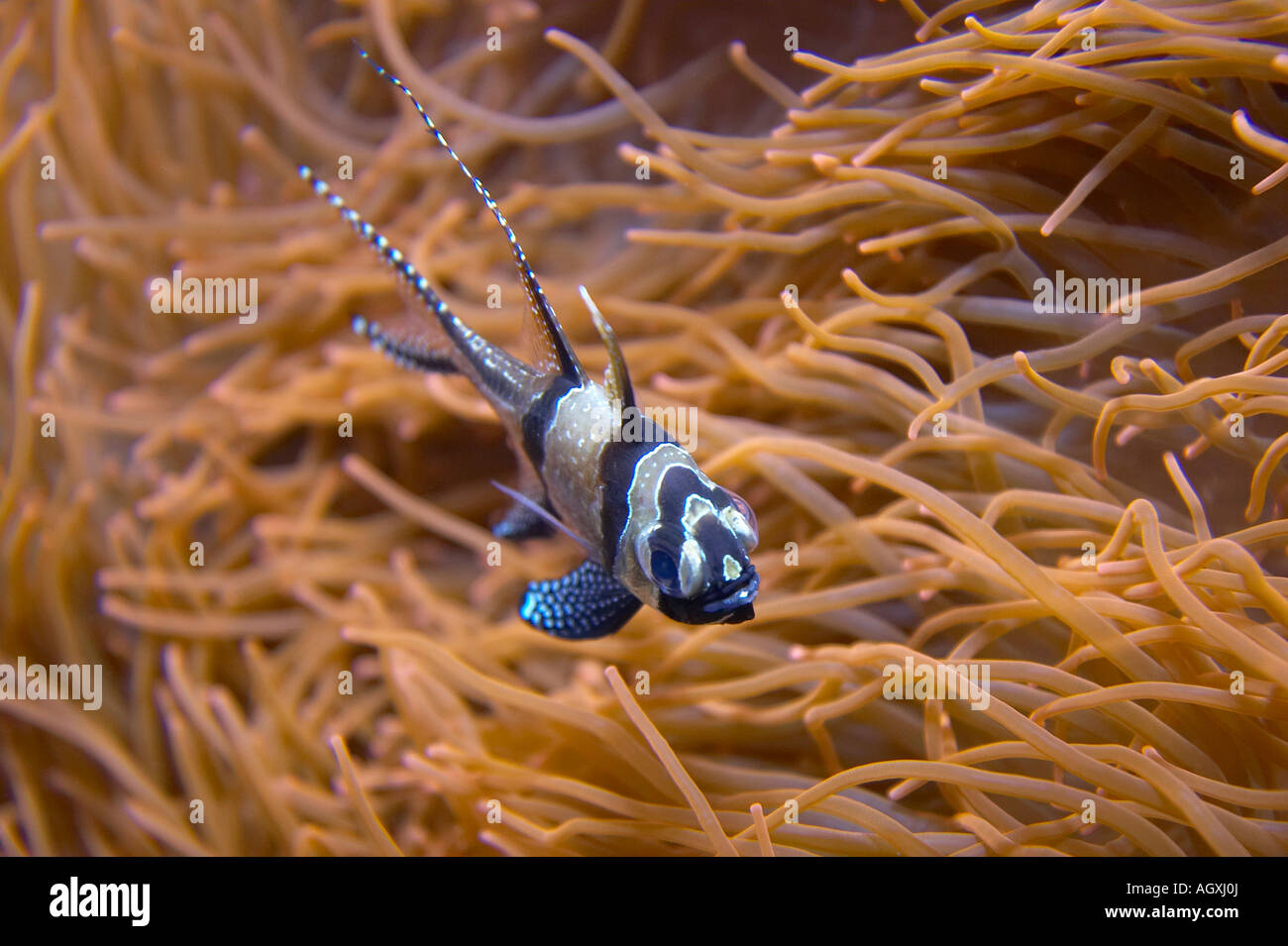 Clown fish hi-res stock photography and images - Alamy
