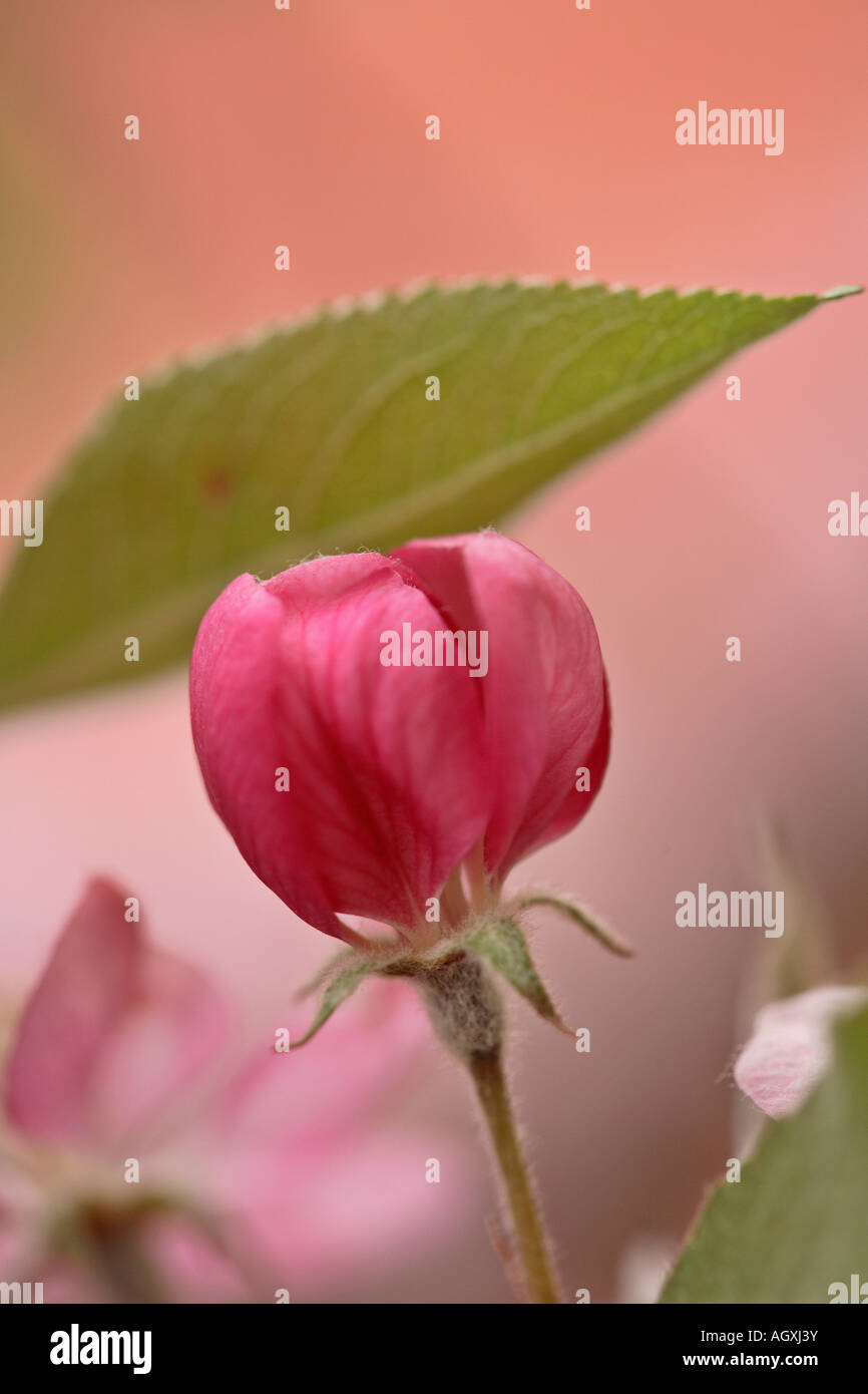 Blooms description hi-res stock photography and images - Alamy