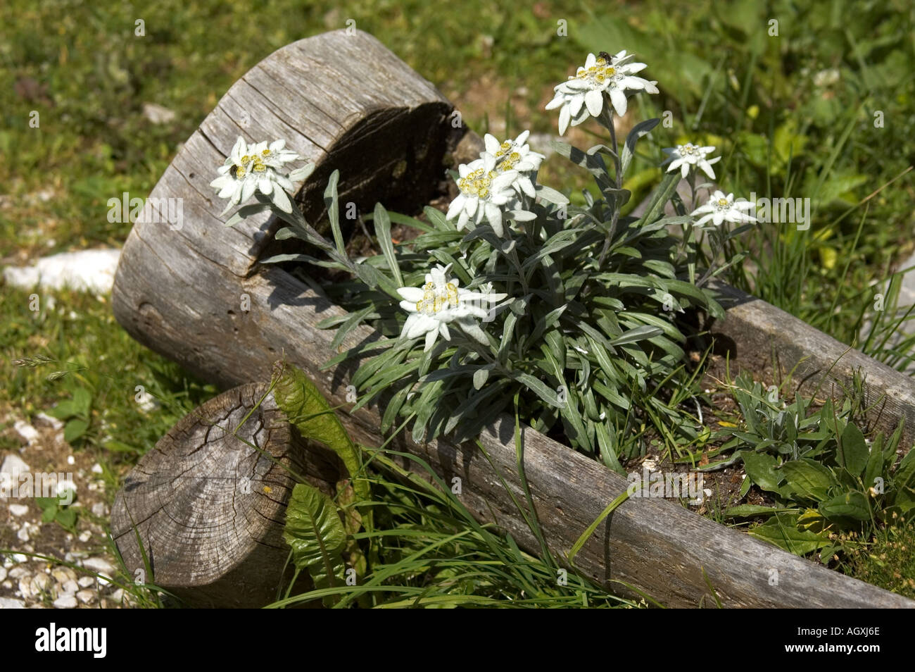 alpine star flower in a wood pot vase - region of friuli venezia giulia ...