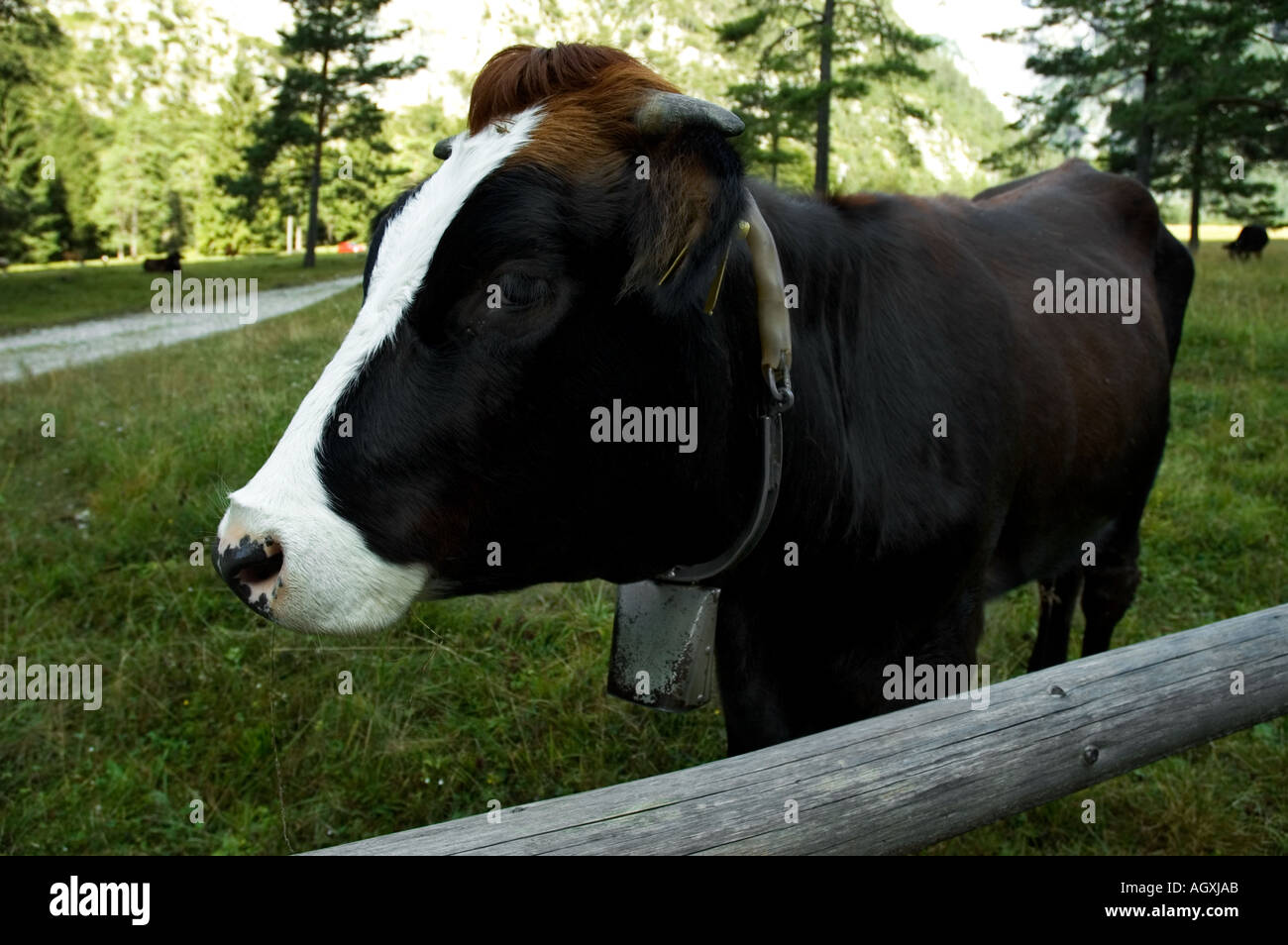 cow in a farm - region of friuli venezia giulia - pordenone – italy ...