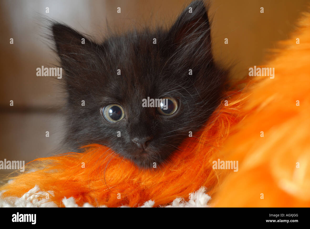 Black cat looking at camera Stock Photo - Alamy
