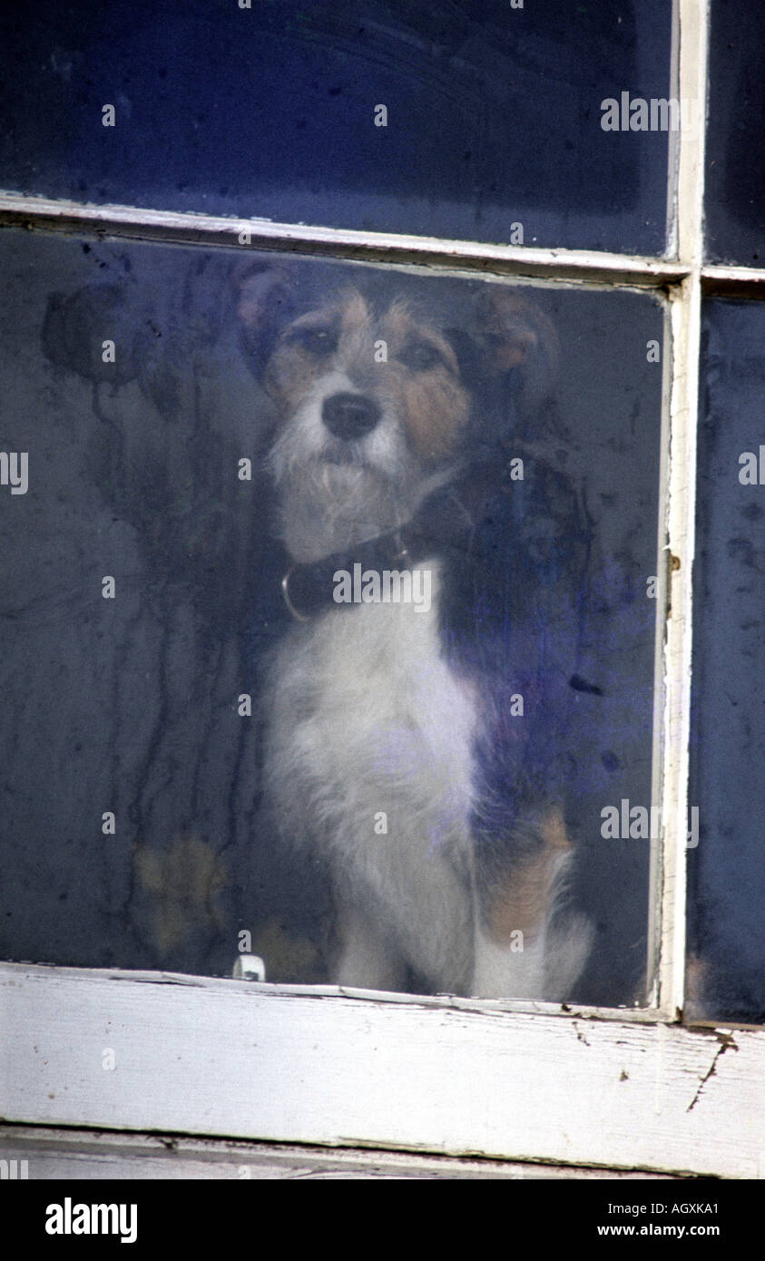 Dog at window hi-res stock photography and images - Alamy