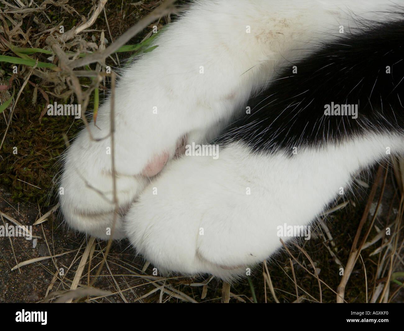 Black and White Cat front paw details showing pads Stock Photo - Alamy