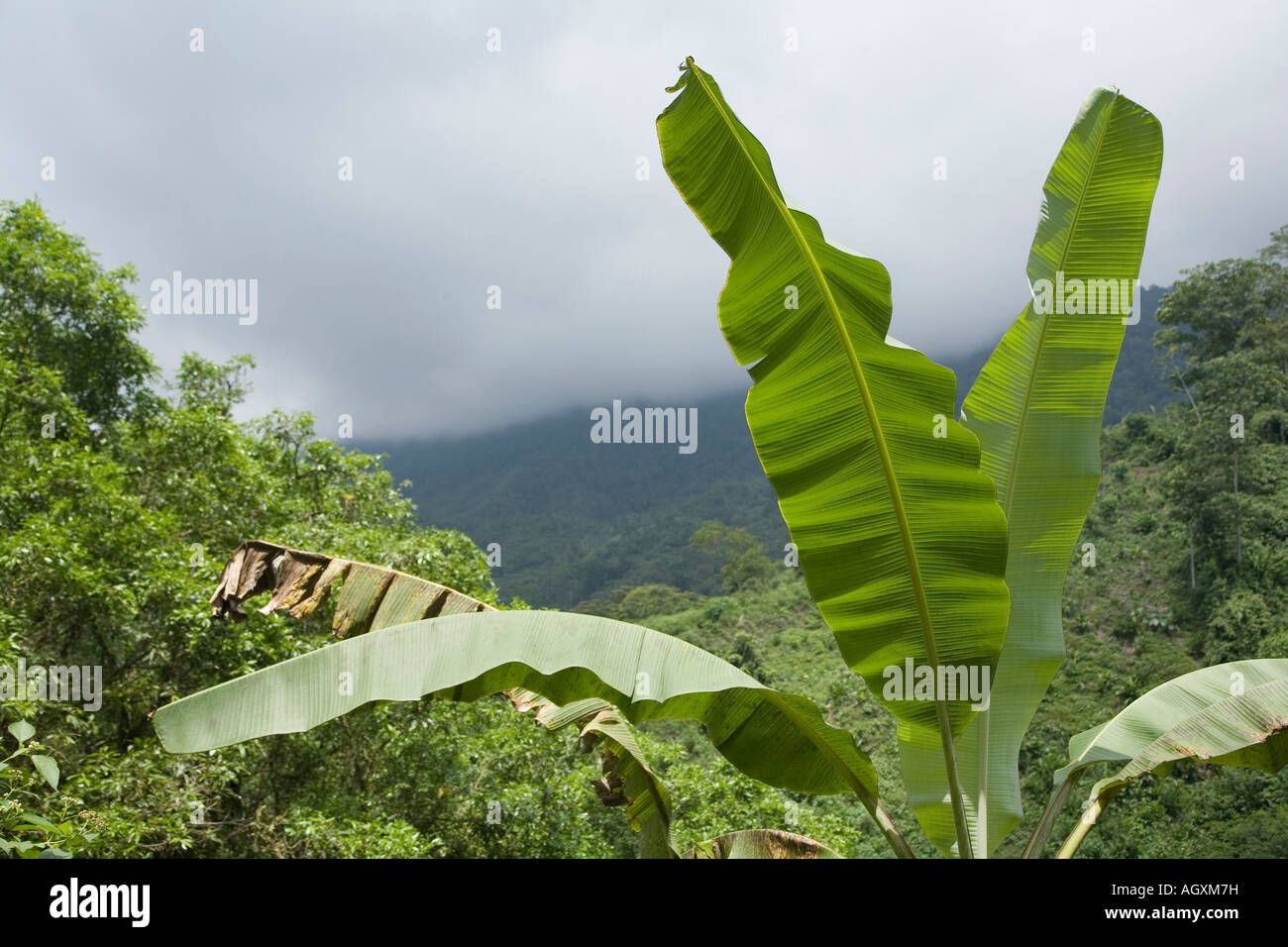 Colombia latino america del sur hi-res stock photography and images - Alamy