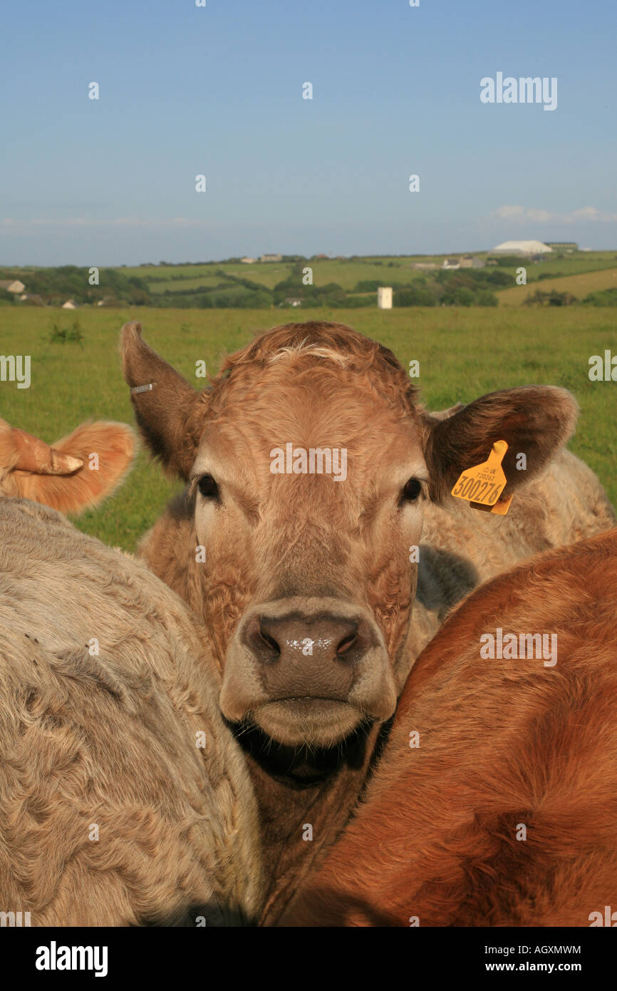 Cow standing between two others Stock Photo - Alamy
