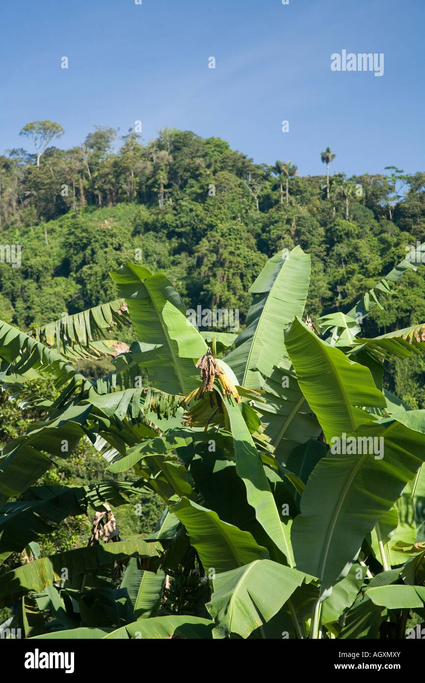 Colombia jungle hi-res stock photography and images - Alamy