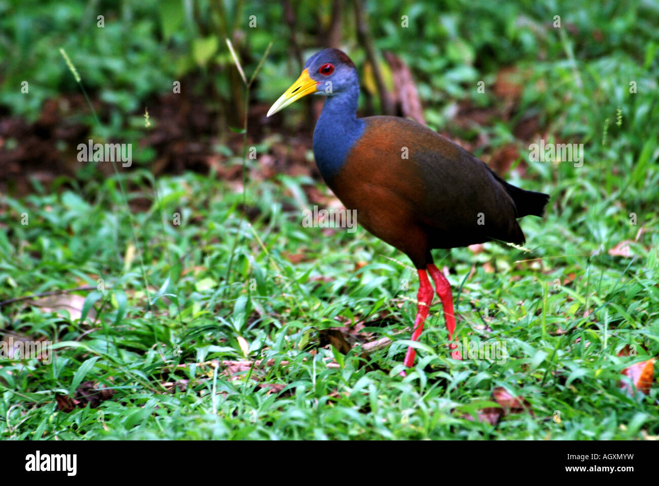 Grey-necked Woodrail, Aramides cajanea, Costa Rica Stock Photo - Alamy