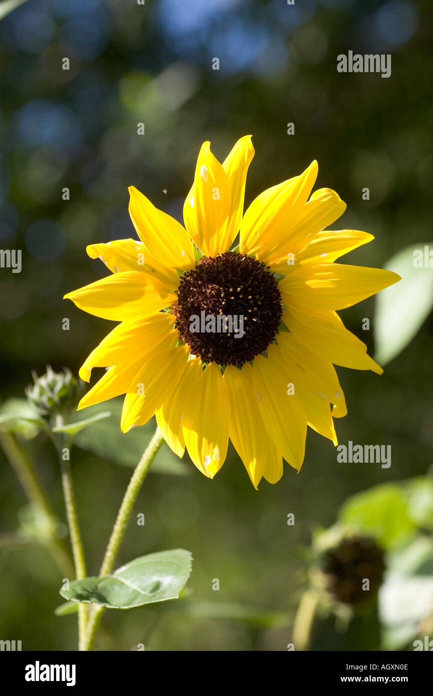Single yellow sunflower bloom Stock Photo - Alamy