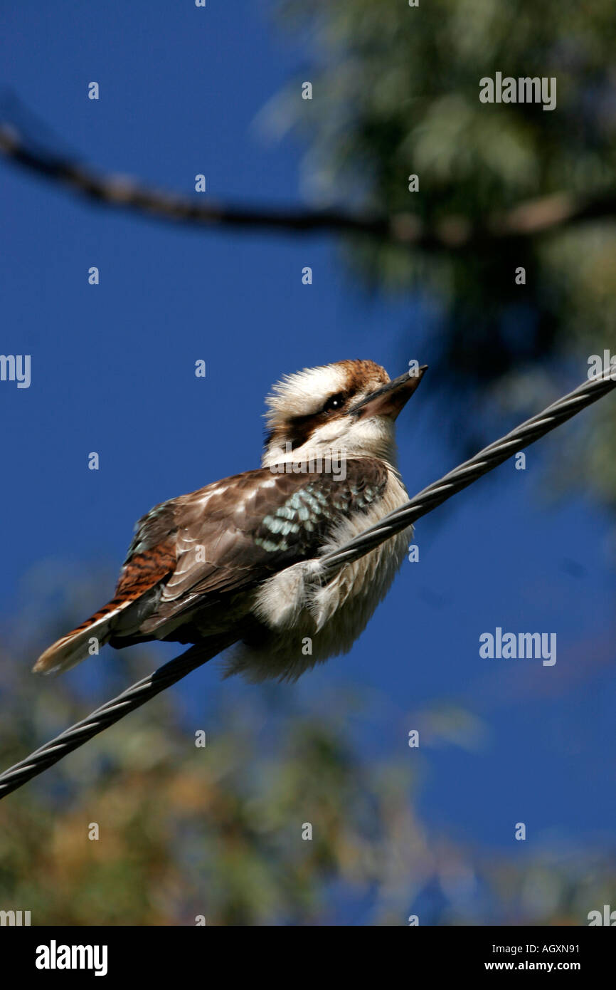 Kookaburra in gum tree Stock Photo - Alamy