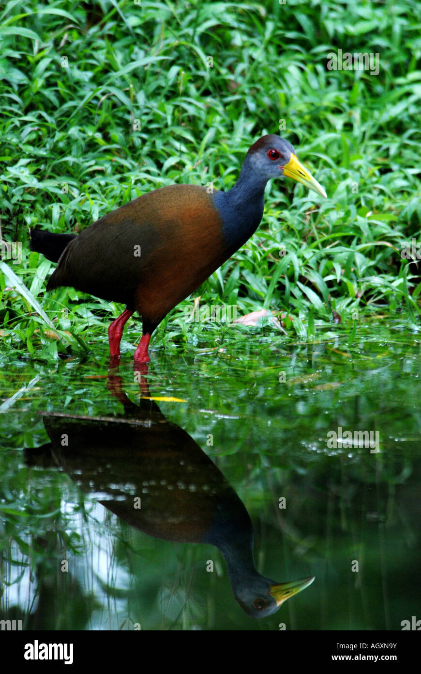 Grey necked woodrail hi-res stock photography and images - Alamy