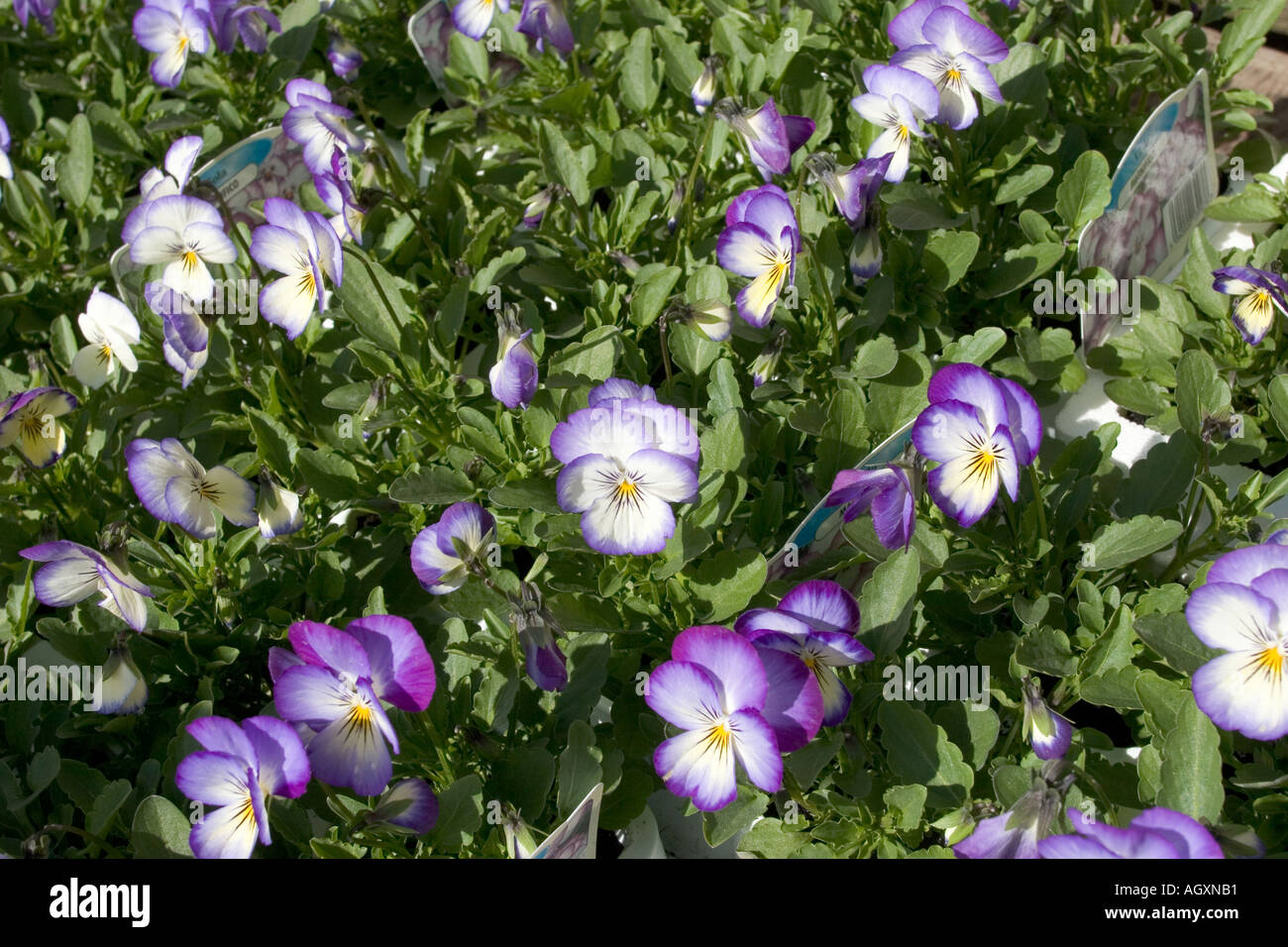 Viola flowers hi-res stock photography and images - Alamy
