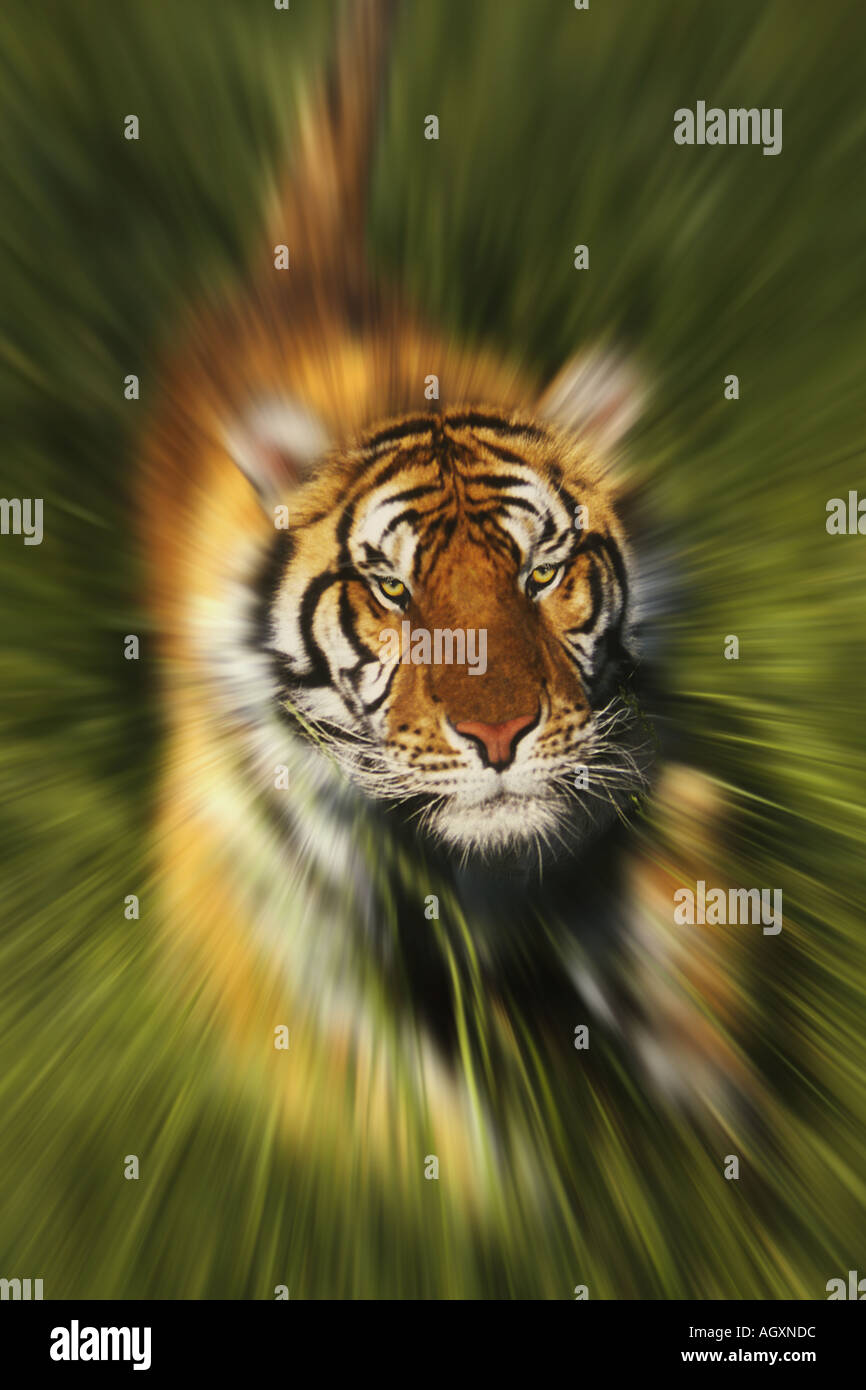 Tiger Panthera tigris tigris charging through grass Stock Photo - Alamy