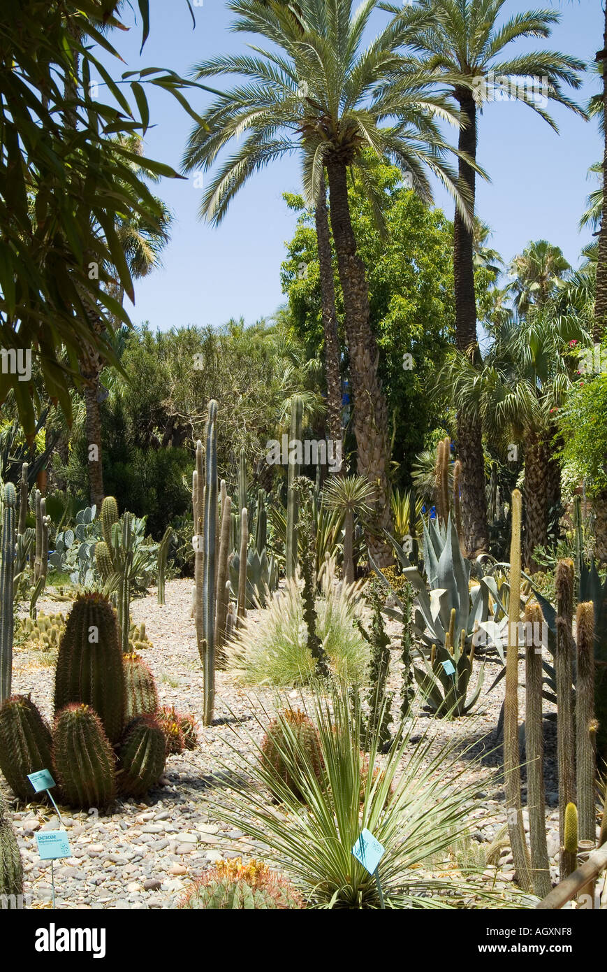 Palm trees and cactus plants in the Majorelle Gardens Marrakech owned ...