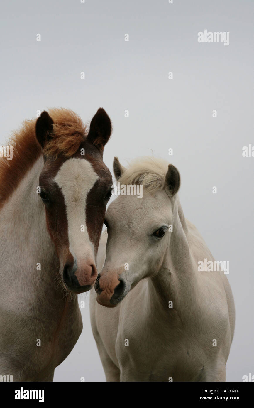 Two welsh pony standing hi-res stock photography and images - Alamy