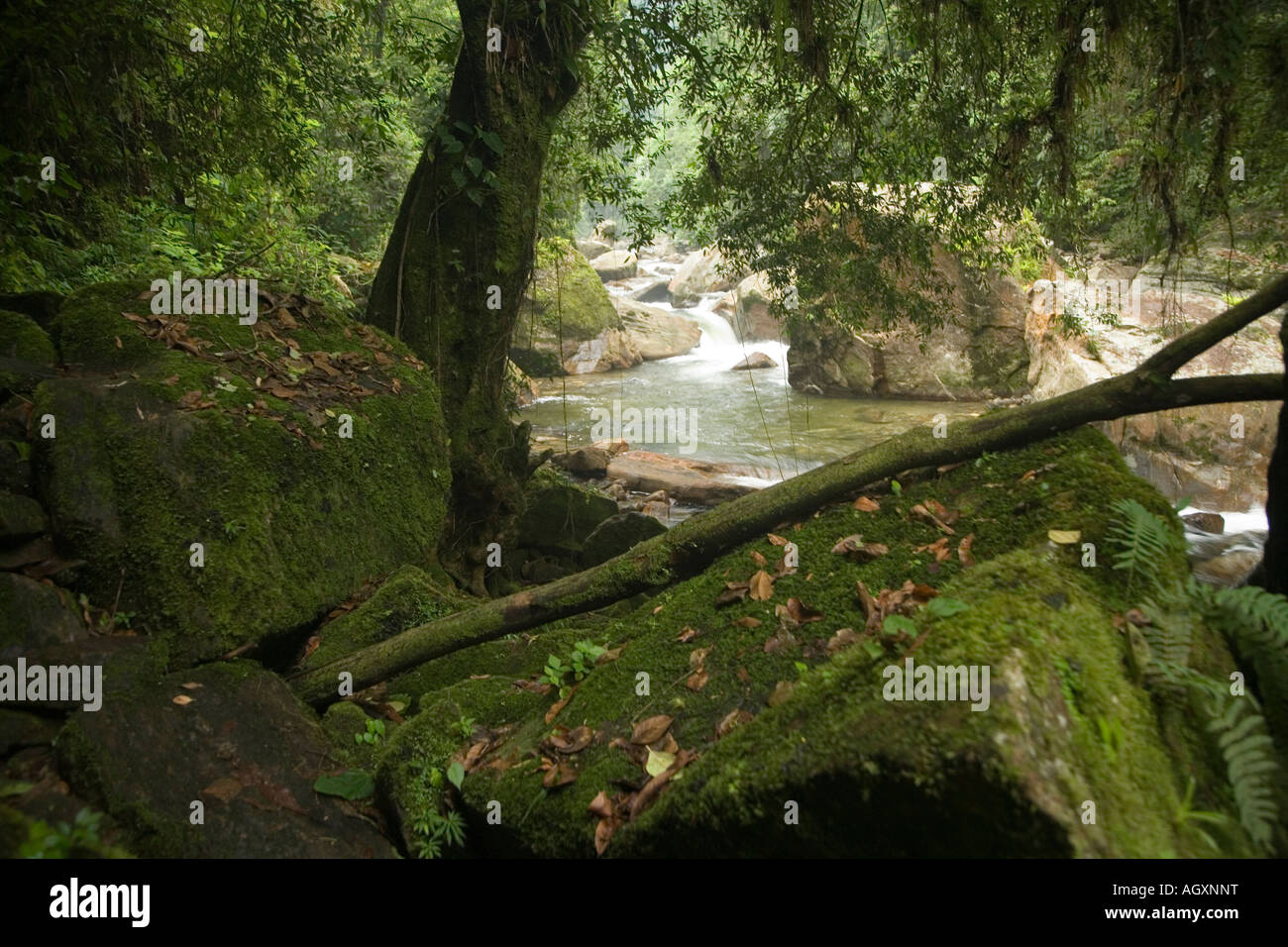 The River Buritaca in the Sierra Nevada de Santa Marta, Colombia Stock ...