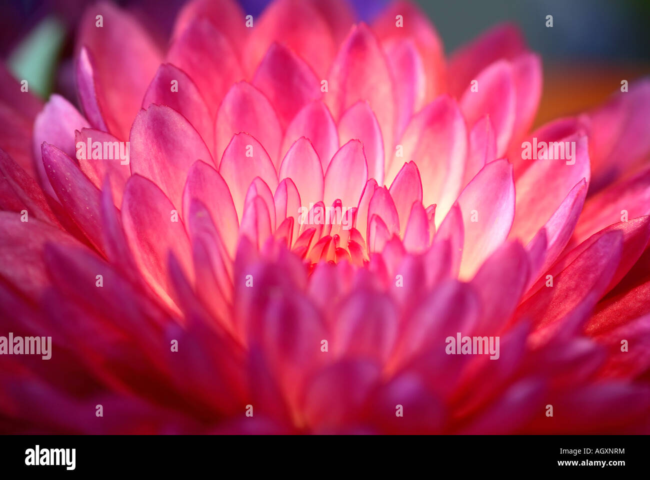 closeup of chrysanthemum Stock Photo - Alamy
