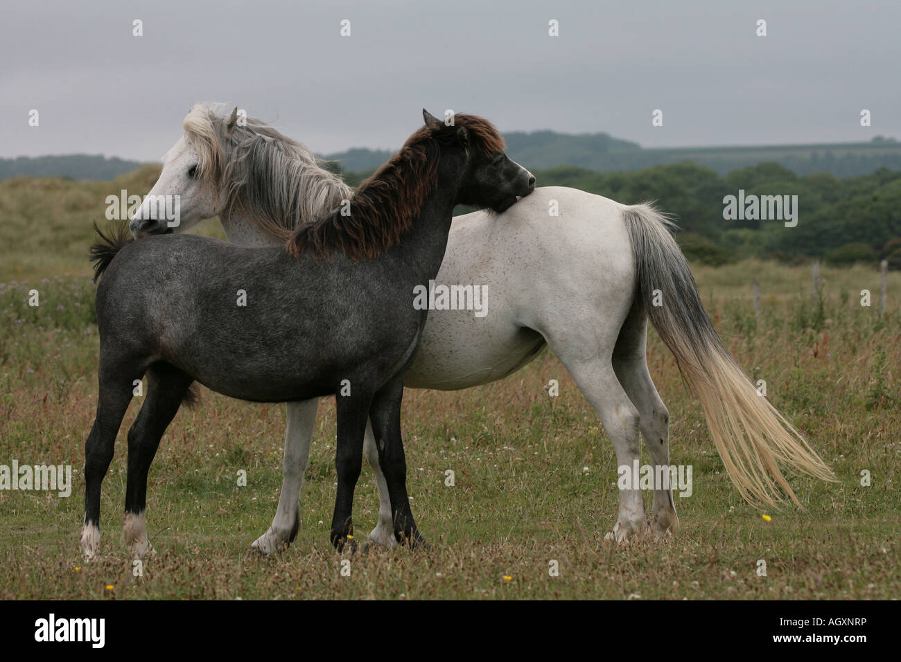 Horses ears back hi-res stock photography and images - Alamy