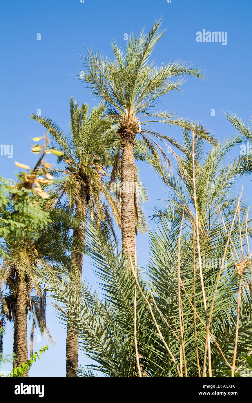 Palm trees in La Mamounia Hotel garden Marrakech Morocco Stock Photo ...