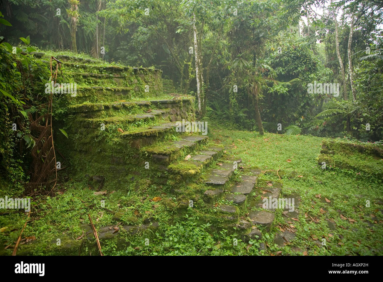Steps leading up to the Lost City of Teyuna, Colombia Stock Photo - Alamy