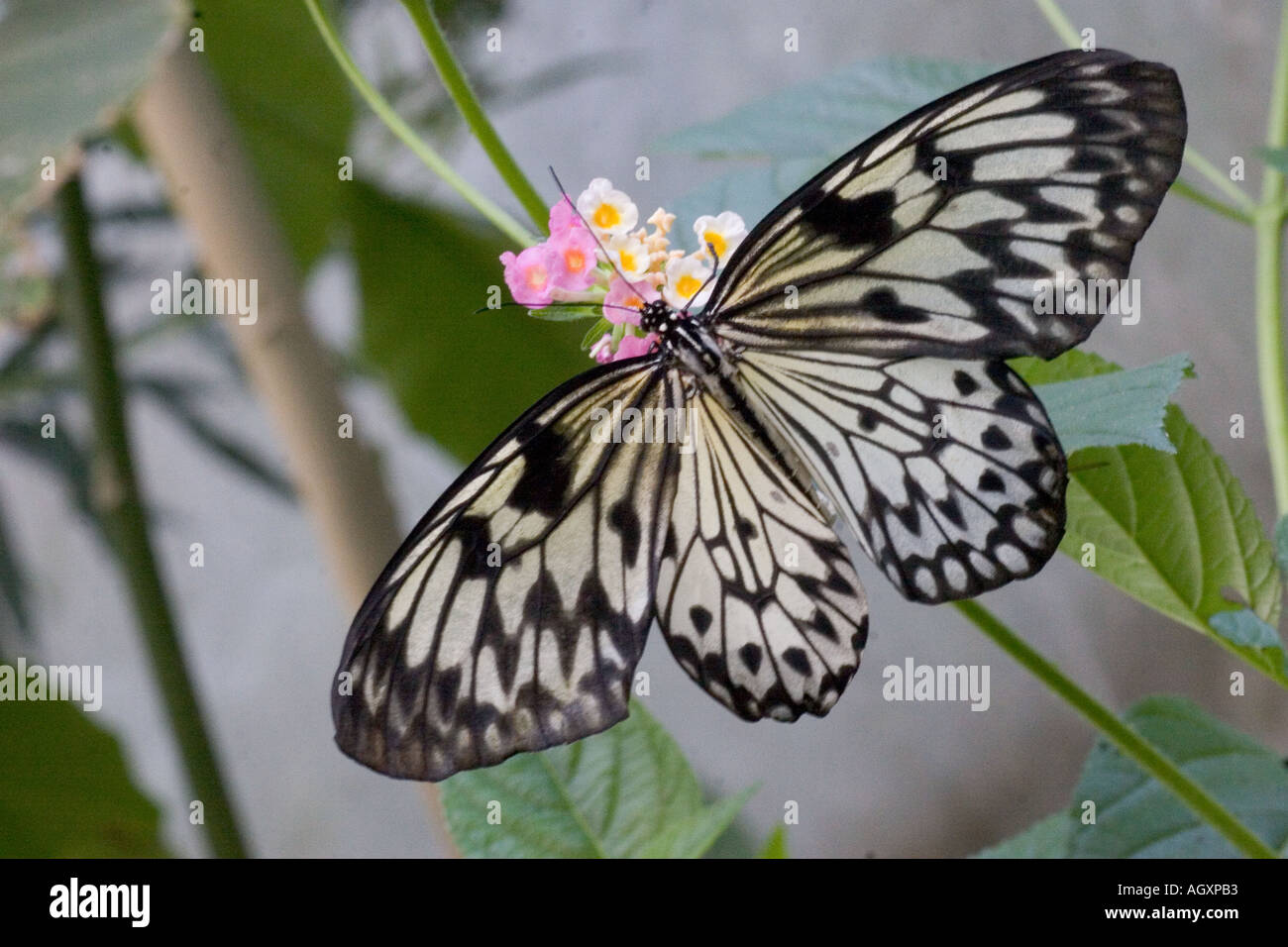 White Tree Nymph Butterfly Stock Photo - Alamy